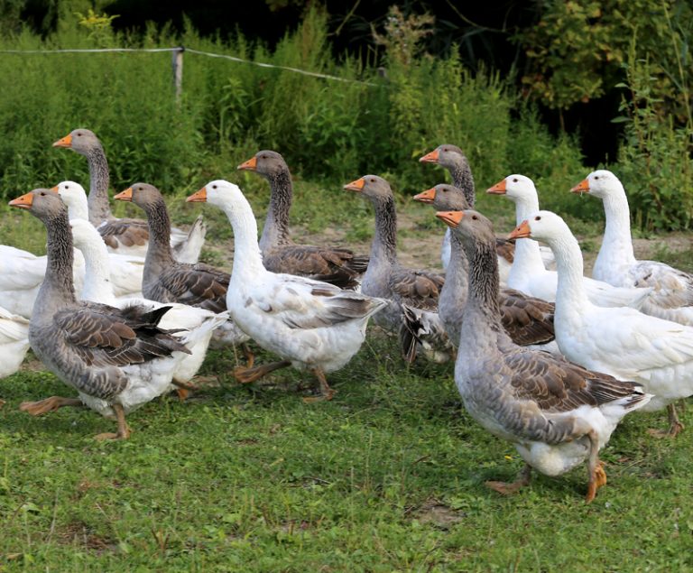 Guide to Domestic Goose Breeds - Backyard Poultry